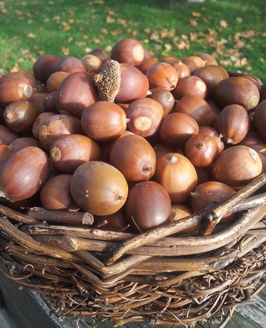 acorns – Gather Victoria